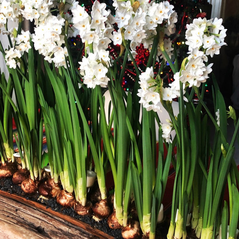 Tamera Beardsley: Holiday Paperwhites