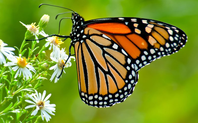 Voces.: " Mariposas". Subcomandante Marcos.