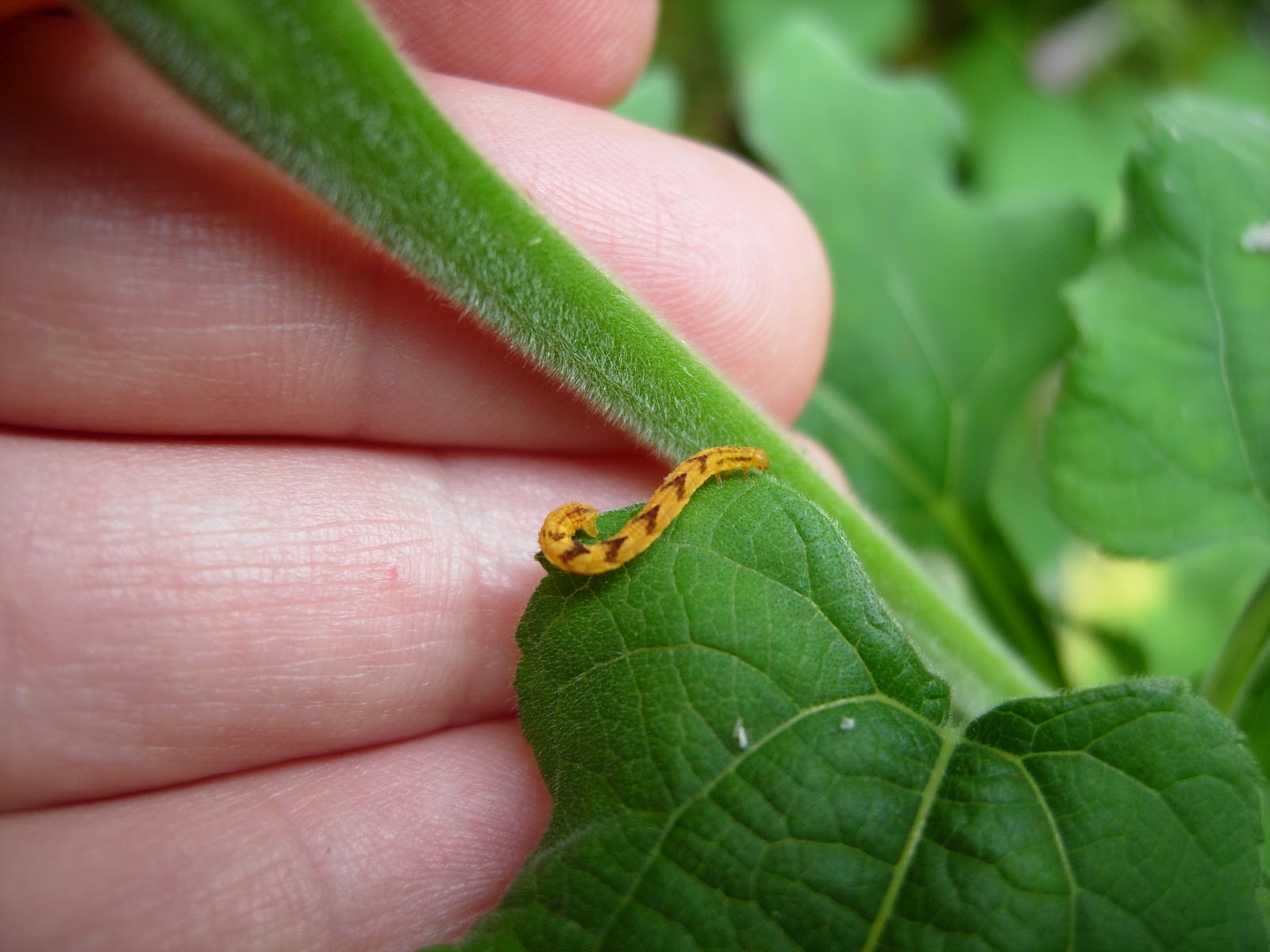 Chatter from the Wren's Nest: Ooh, an inchworm! And it's...orange.
