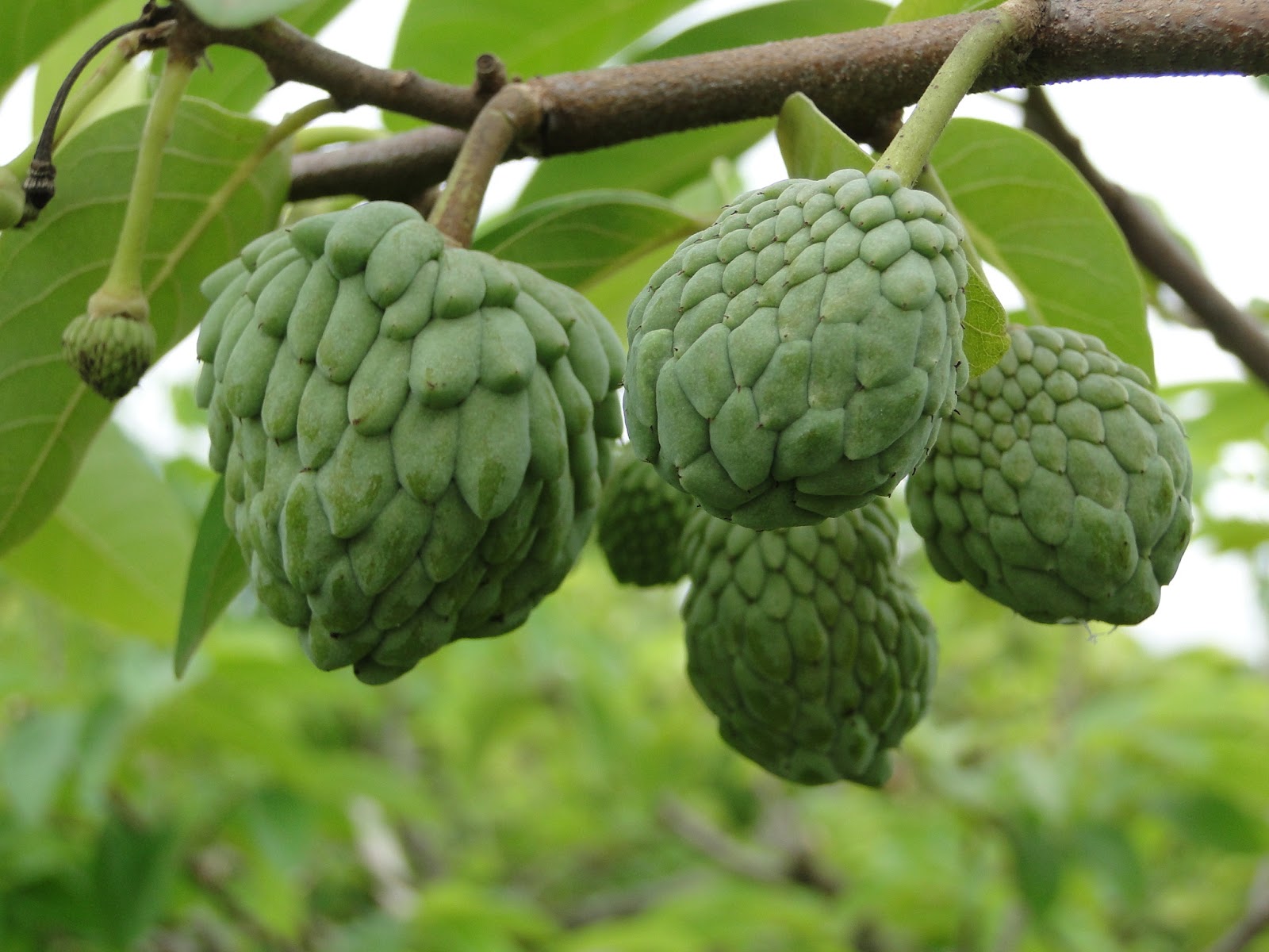 DIÁRIO COM A NATUREZA: julho 2015