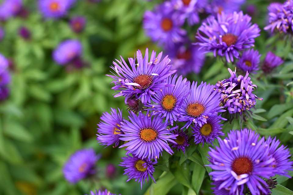 Types Of Blue Flowers A Whole Plethora Of Garden Choices You Should Know About Medical EPapers types-of-blue-flowers-a-whole-plethora-of-garden-choices-you-should-know-about-medical-epapers