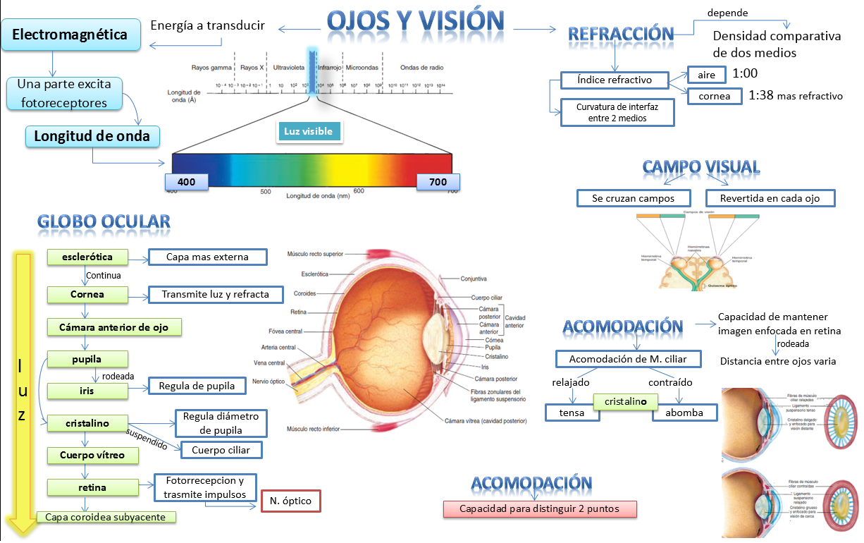 itzayani-fisiologiabasica: Sentidos: LOS OJOS Y LA VISIÓN