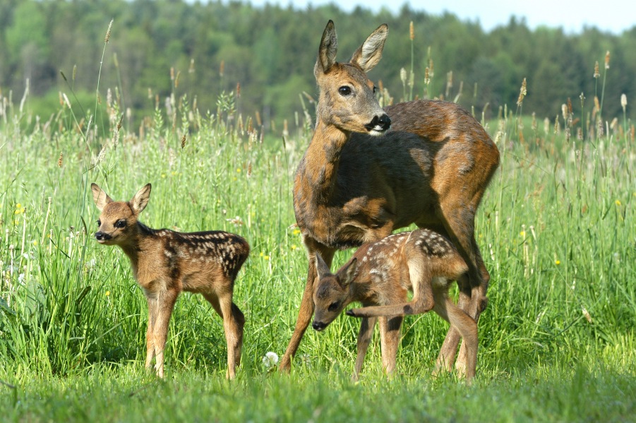 MYSLIVOST: Čiplenka
