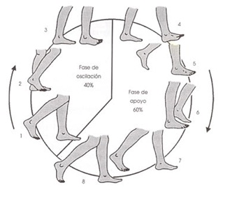 Analisis del Movimiento: Marcha humana.-
