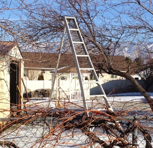 Fruit Tree Pruning at Its Best: Pruning
