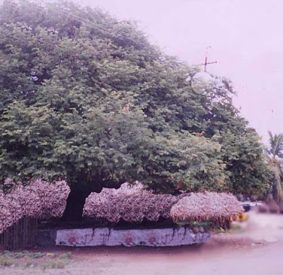 எங்கள் ஊர் புளியமரம் ! ~ அதிரைநிருபர்