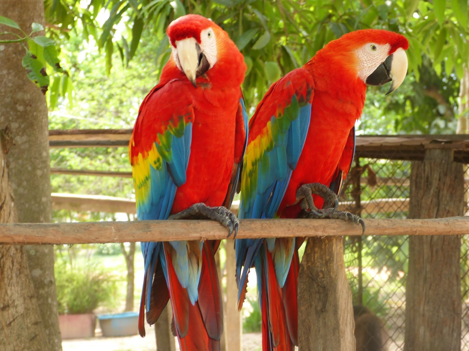 Opiniones de papagayos