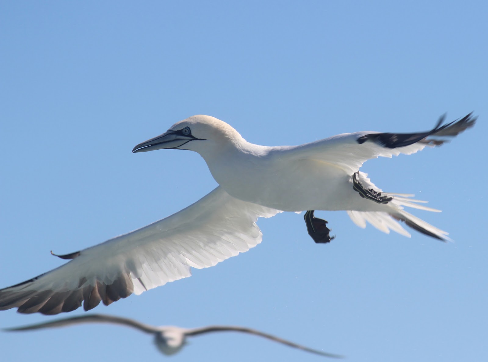 ocells marins a Cap de Creus i Badia de Roses