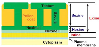 Class 12 notes on Structure of Pollen Grains and function