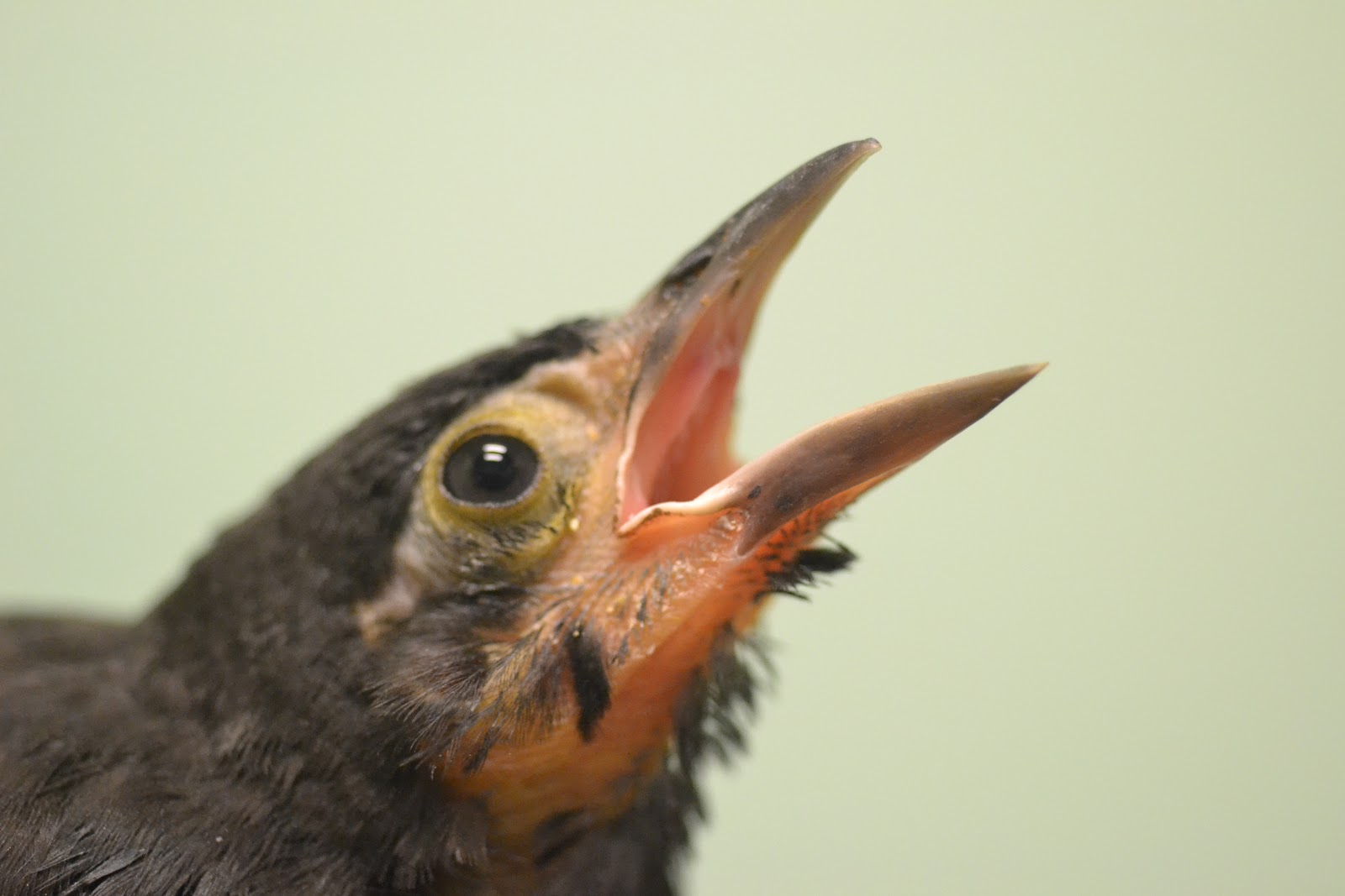 Grackle | Virginia Living Museum