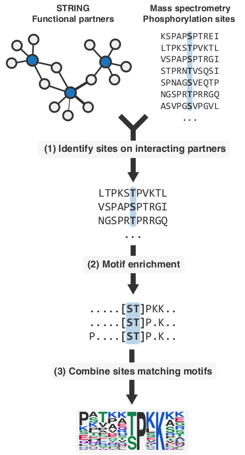 Evolution of Cellular Networks: Predicting PTM specificities from MS ...