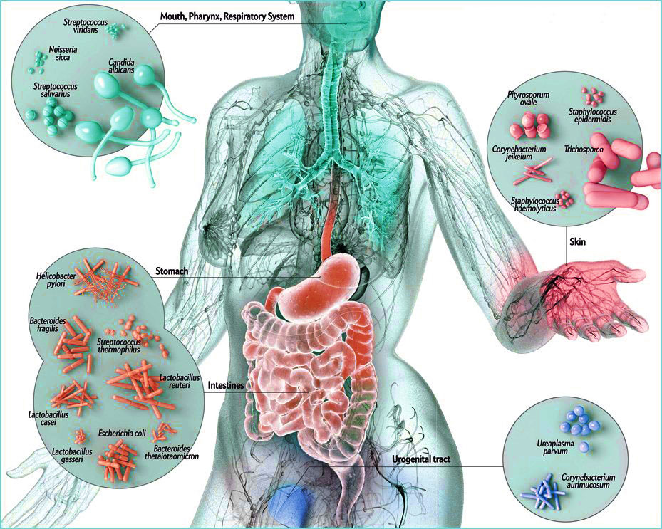 Health Zone Turkey: Microbes Friendly To Our Bodies!