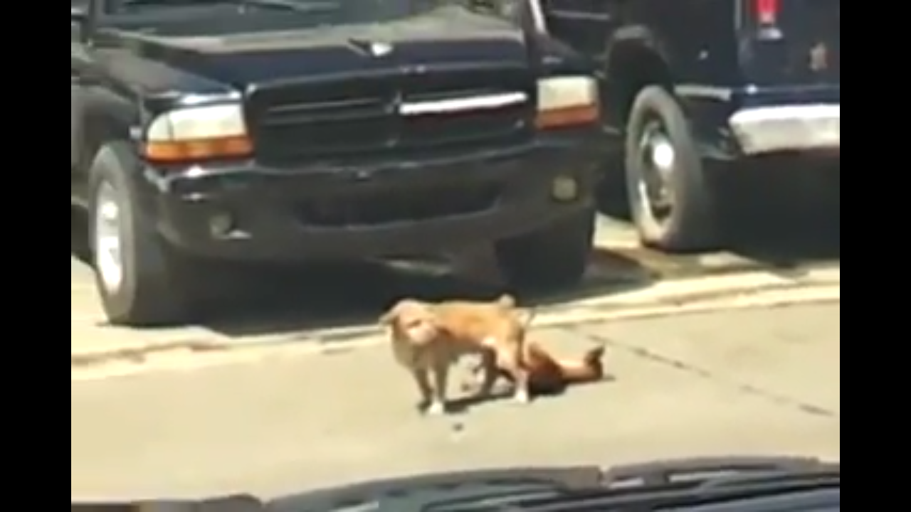 Mundo Viral Increible Perro Muere Teniendo Sexo Frente A Camaras