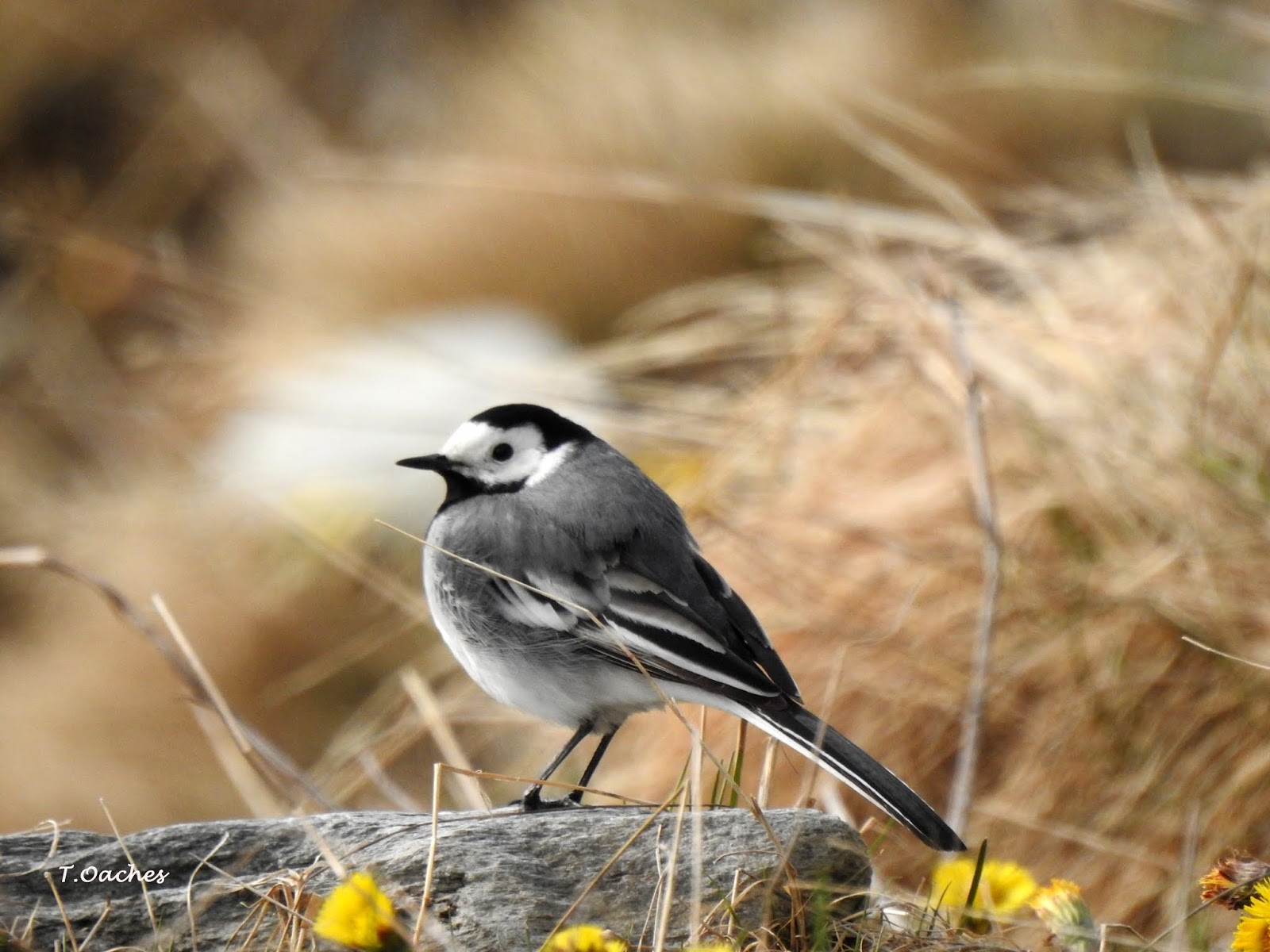 PASARI DIN ROMANIA: CODOBATURA ALBA, Motacilla alba