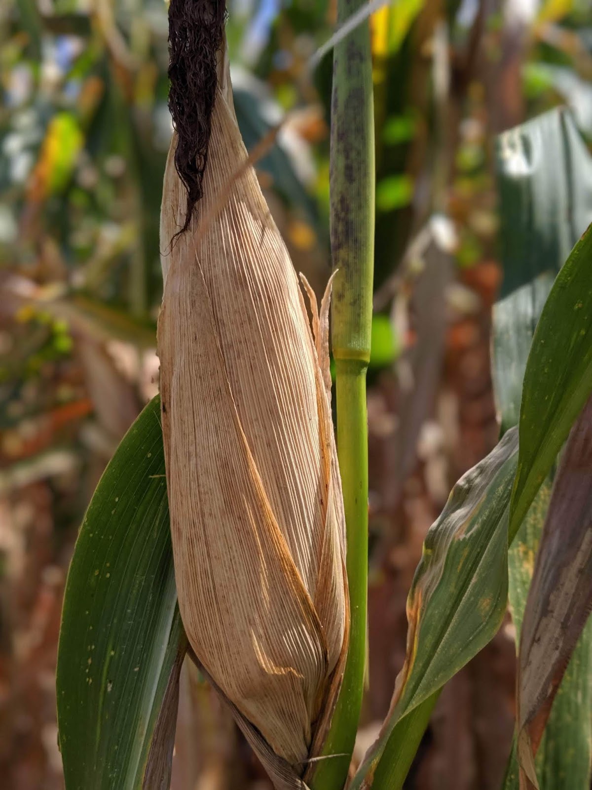 How Profitable is Corn Farming in Bukidnon?