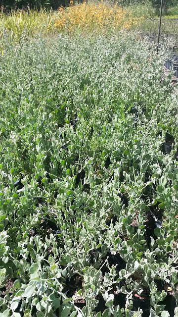 AVNPlants (Pty) Ltd.: Ekebergia capensis the Cape ash