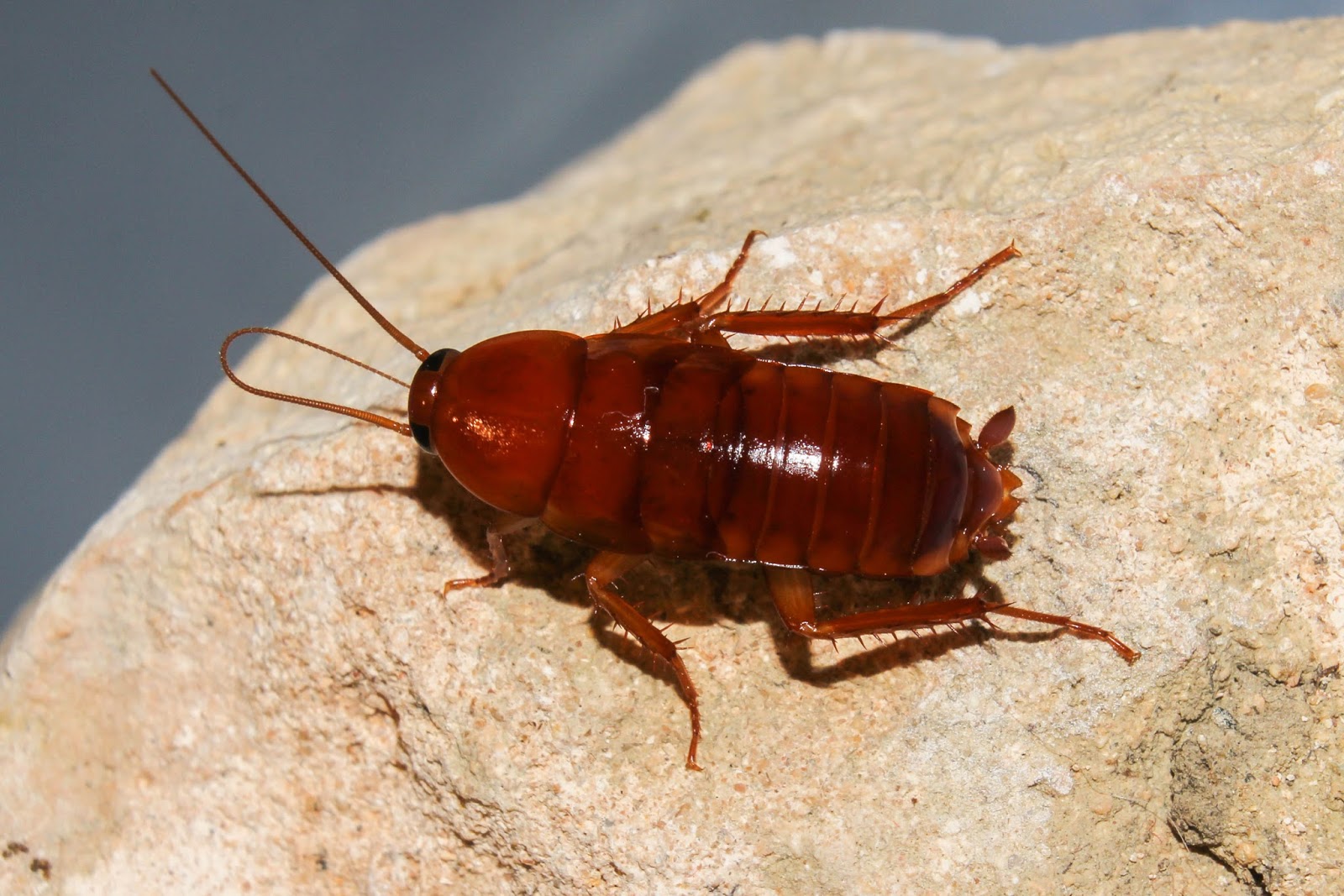 Biodiversity of Cyprus by NGO Protection of the Natural Heritage and ...