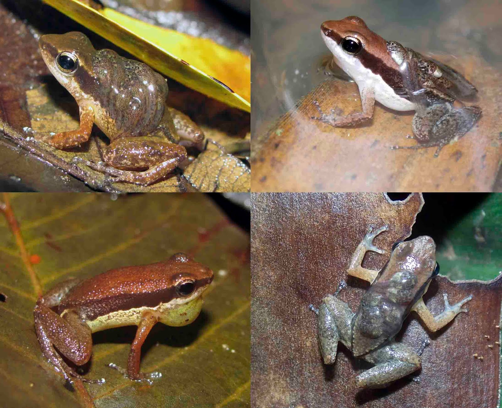 Species New to Science: [Herpetology • 2018] Allobates tinae • A New ...