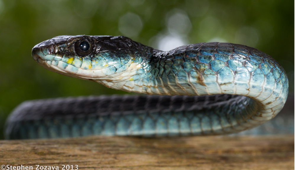 Life is short, but snakes are long: Basics of Snake Taxonomy