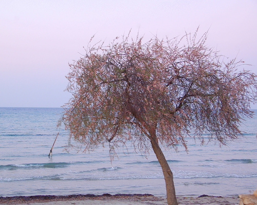 TAMARISK- Floral Design