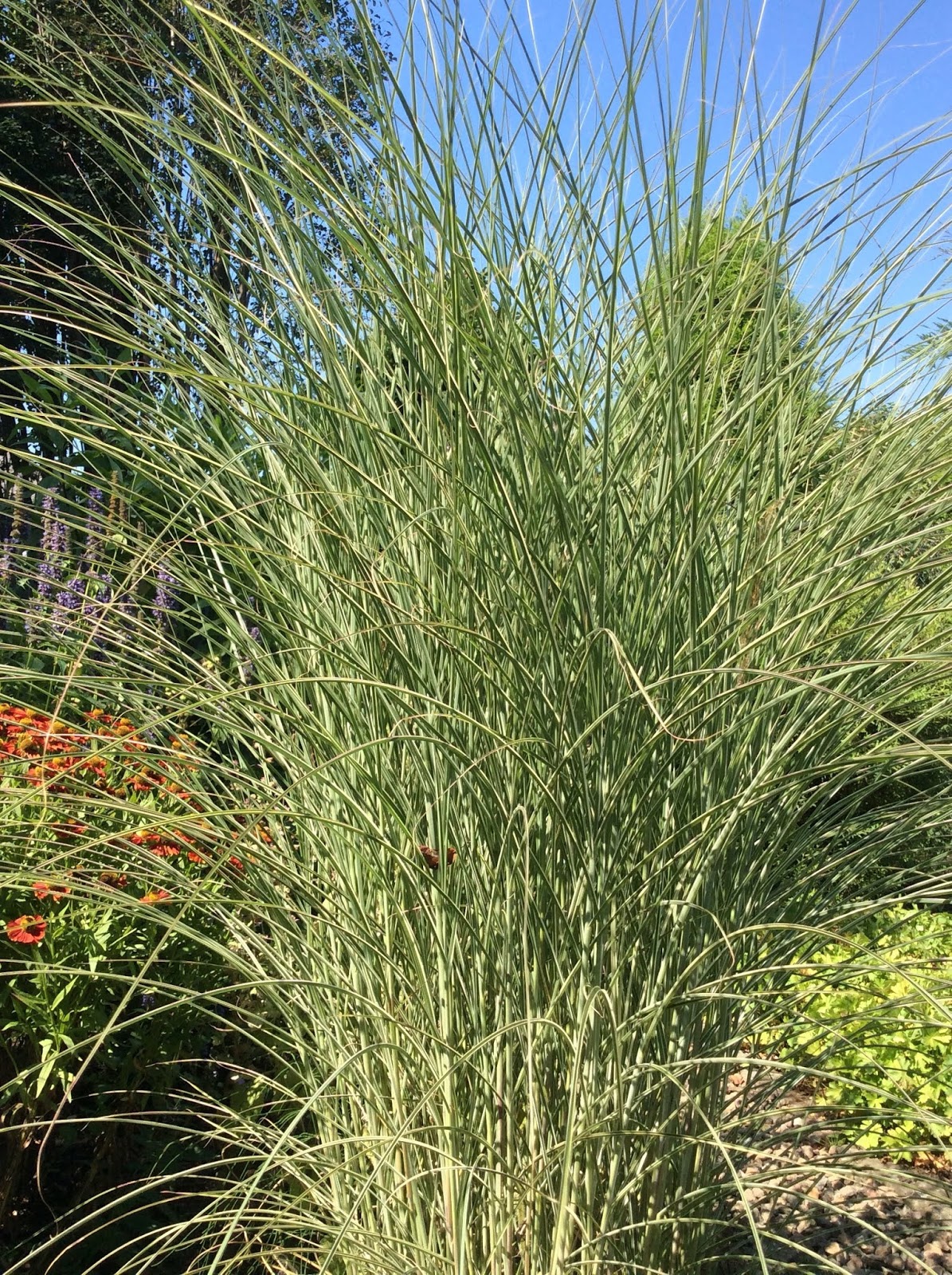 Droogtebestendige siergrassen