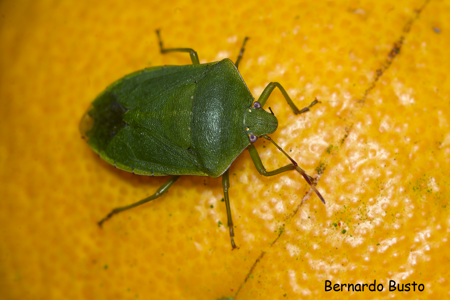 RÍA DE LA VILLA: Chinche sobre naranja