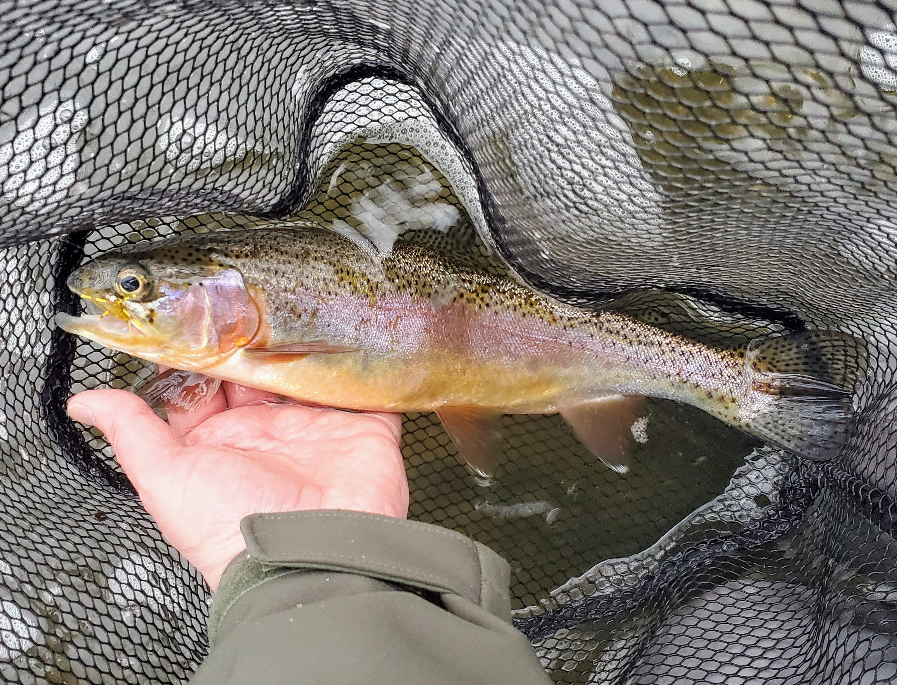 Sick Days Fishing: February 12, 2021 – More Snow Trout – Northampton ...