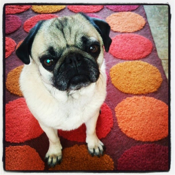 Life is art ... Art is Life: Having FUN with Fiber ~ Wool Scrap Pug ...