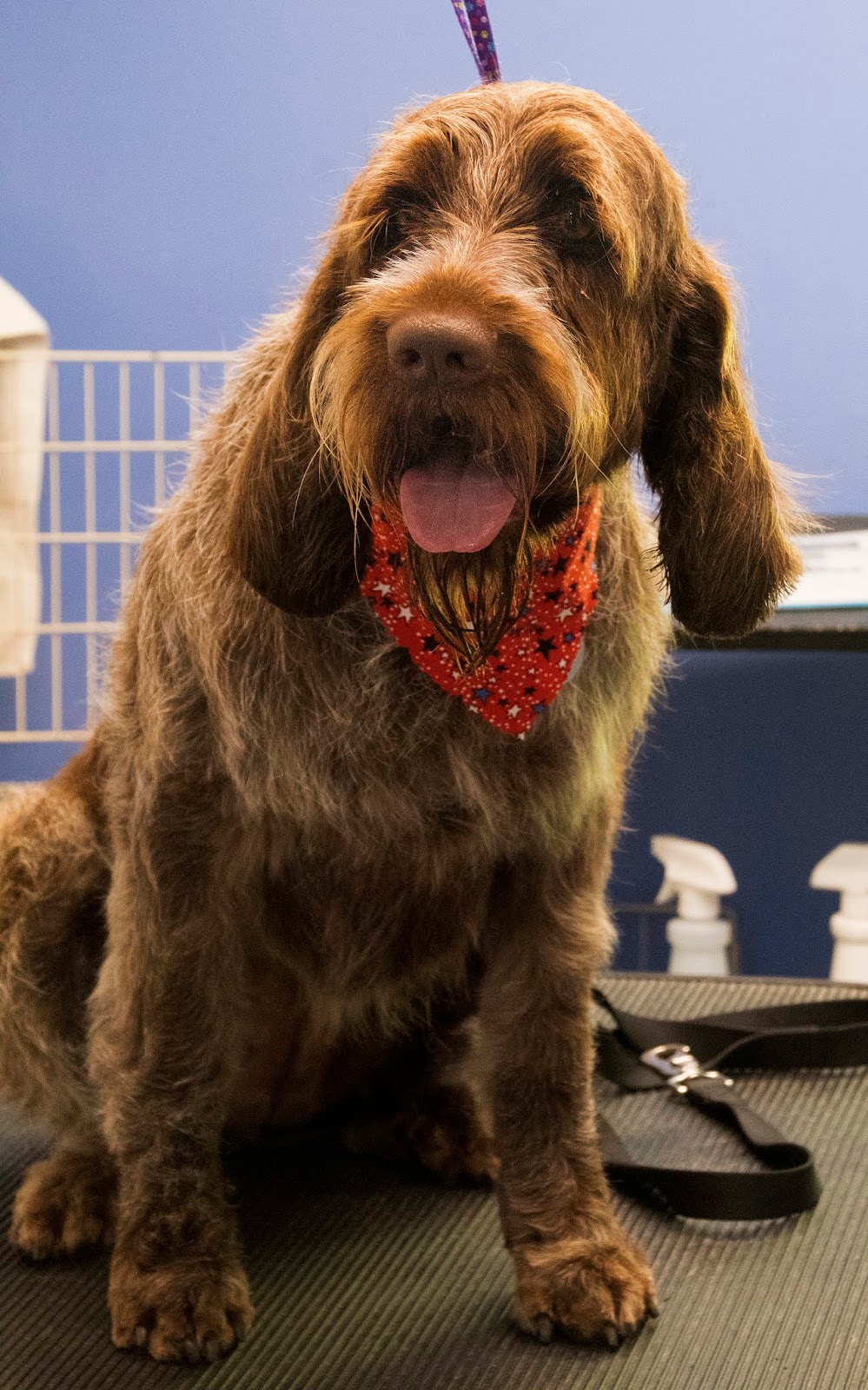 One Fine Canine: Services Provided