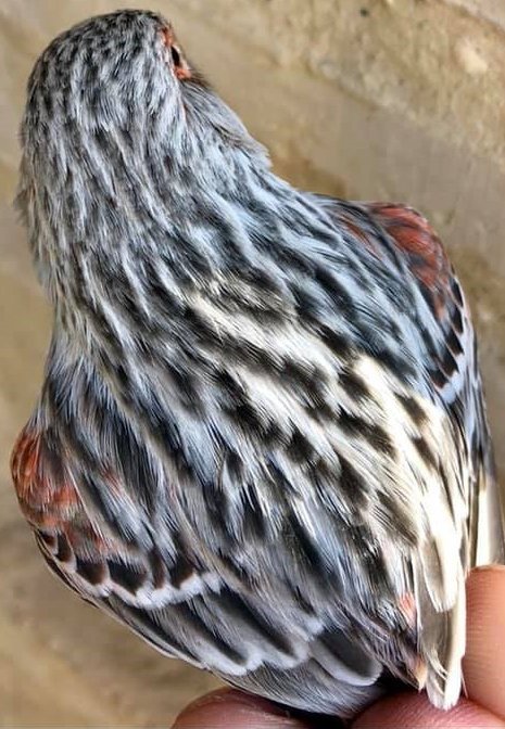 Aviario julio hernando: M.Clásicos