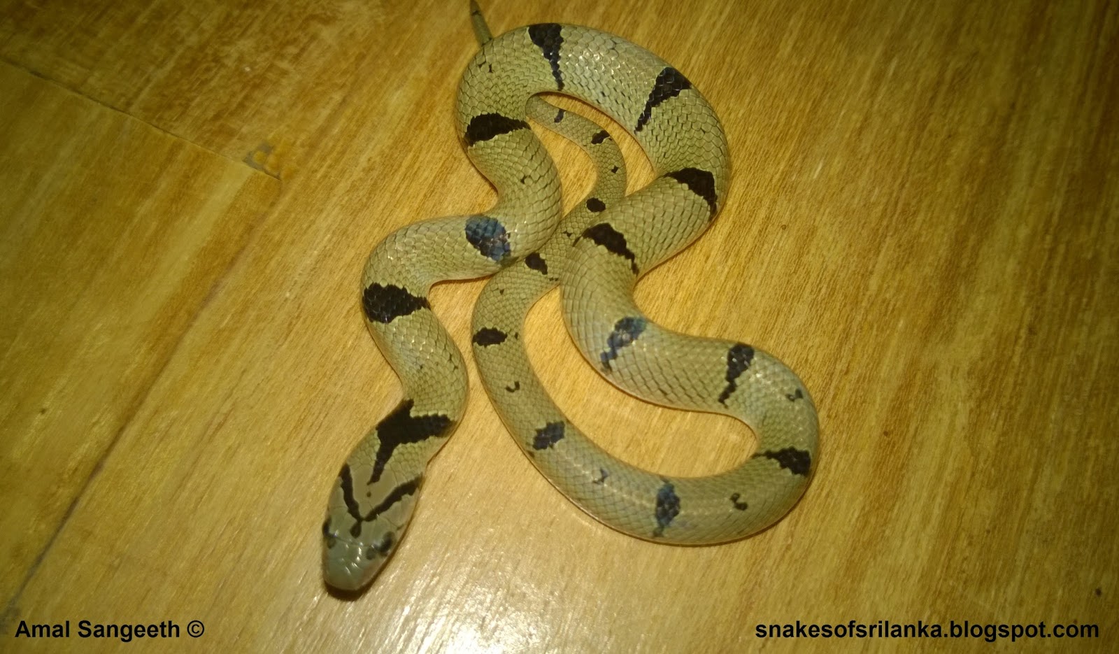Common Kukri Snake/අරණි දත්කැටියා (Oligodon arnensis-Shaw, 1802)