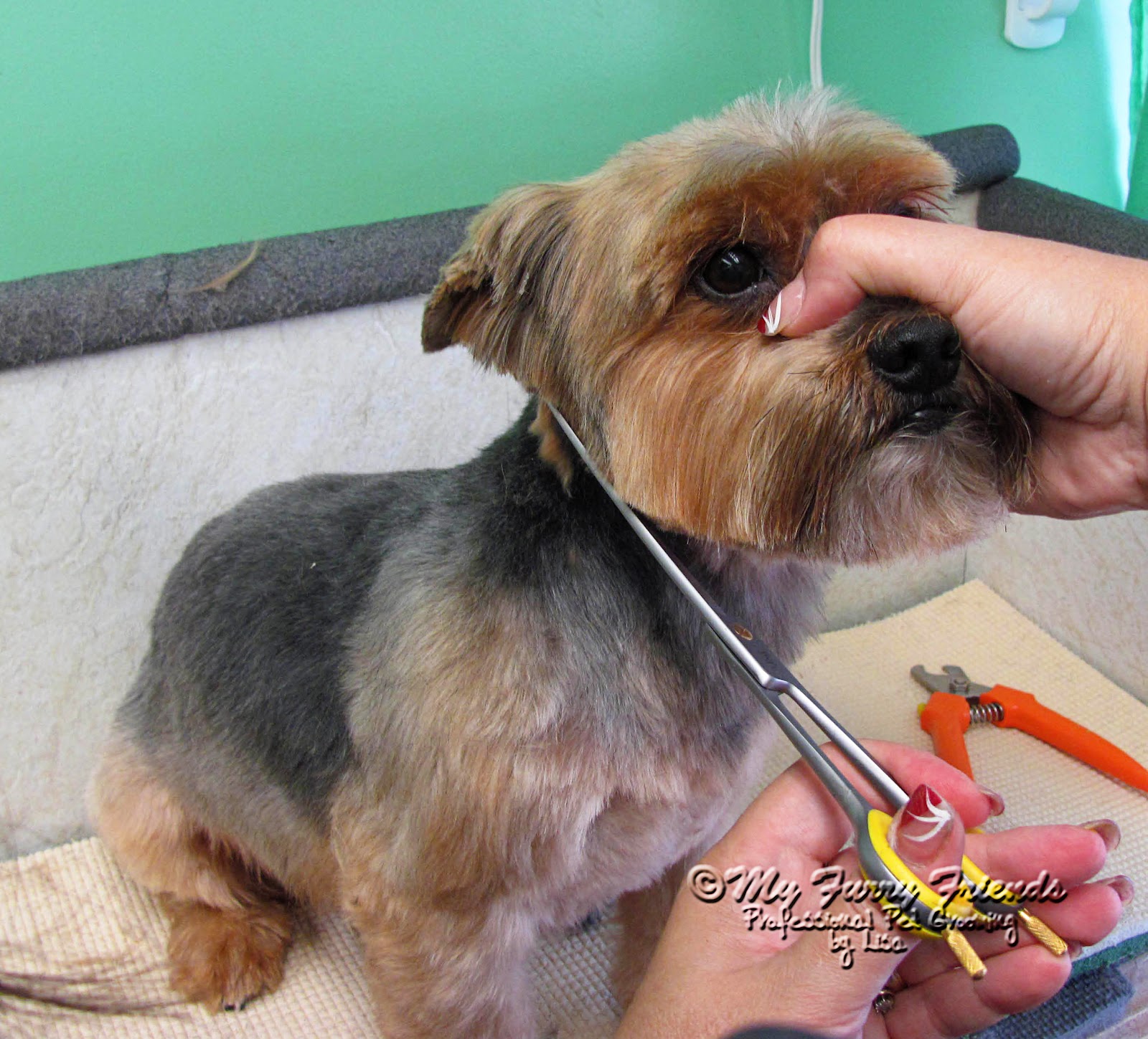 Pet Grooming: The Good, The Bad, & The Furry: What Do People THINK That ...