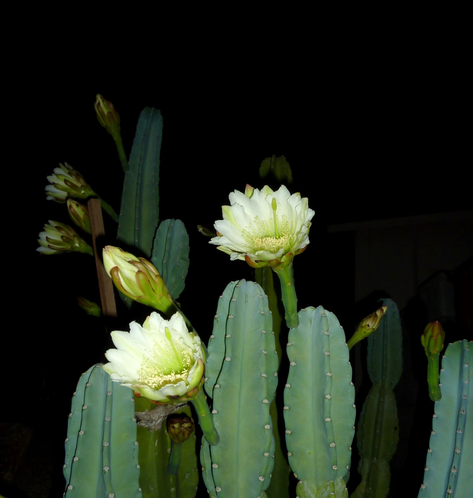 Mandacaru - Cereus jamacaru