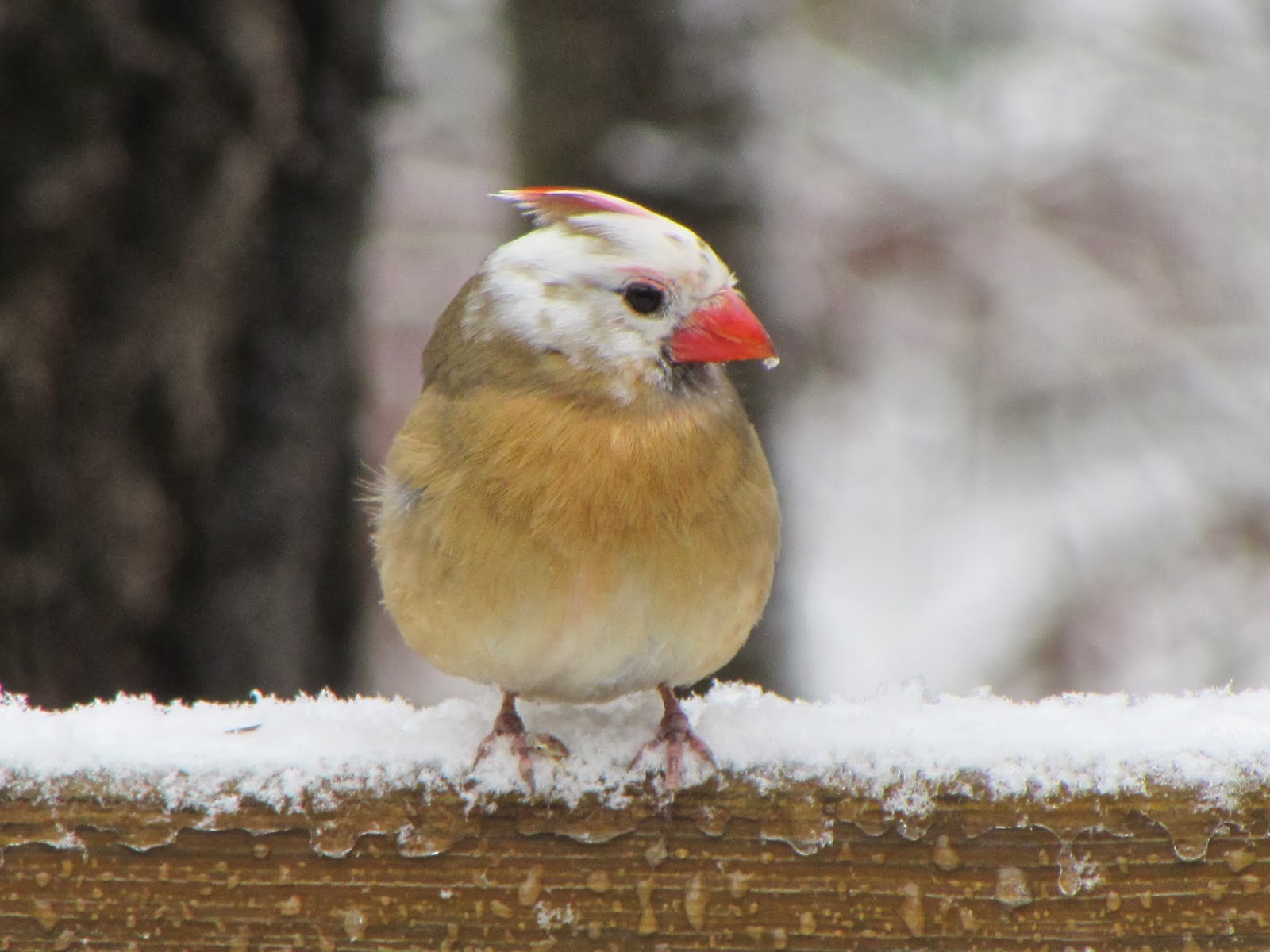 Our Life in Illinois: Birds