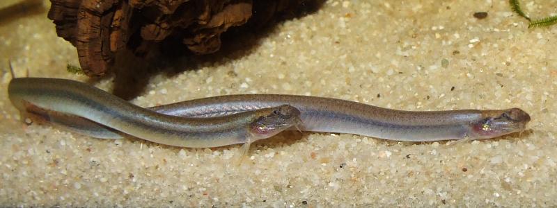 Catalogue of Organisms: Loaches