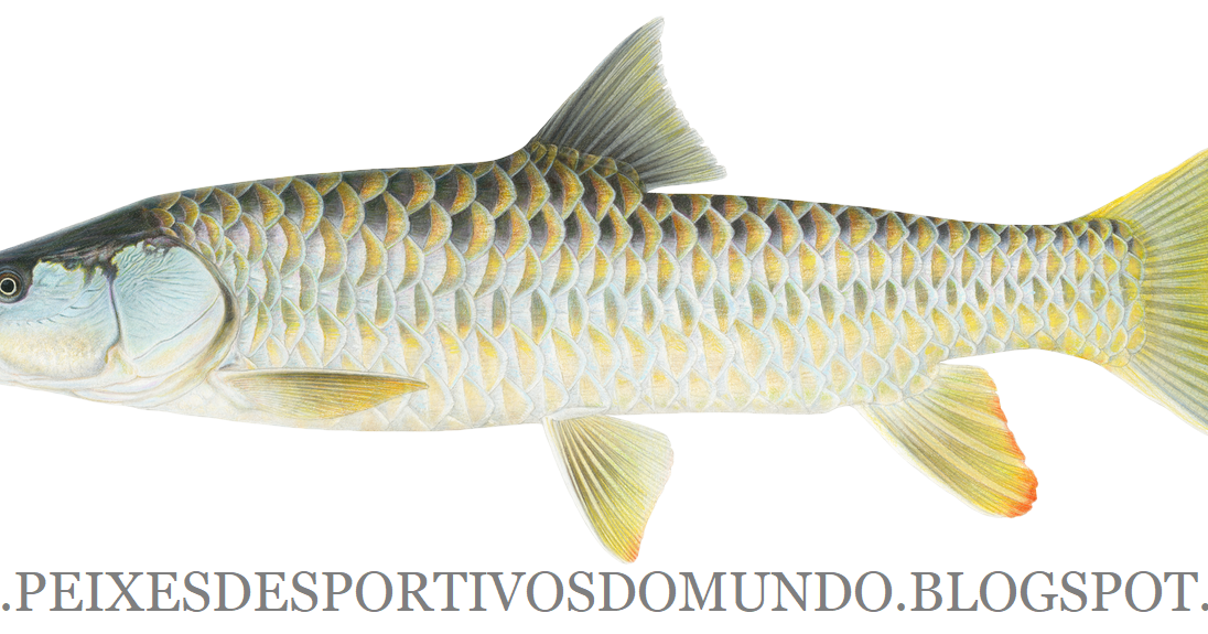 PEIXES DESPORTIVOS DO MUNDO: O MAHSEER - Barbus Tor putitora (Hamilton ...