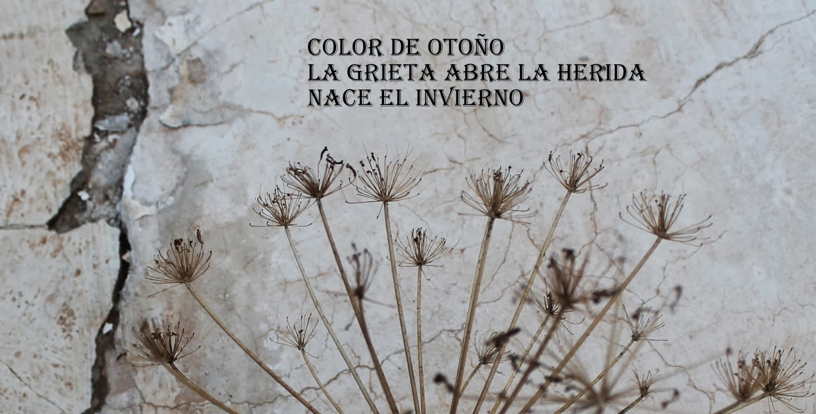 Haiku V en la 4ª Edición de Haikus