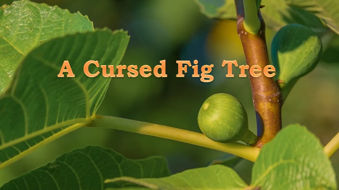 Rocky Road Devotions: A Cursed Fig Tree