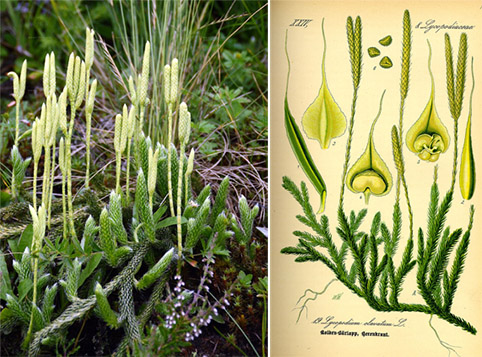 Motic Europe | Blog: The Club moss – an all-round talent for scientific ...