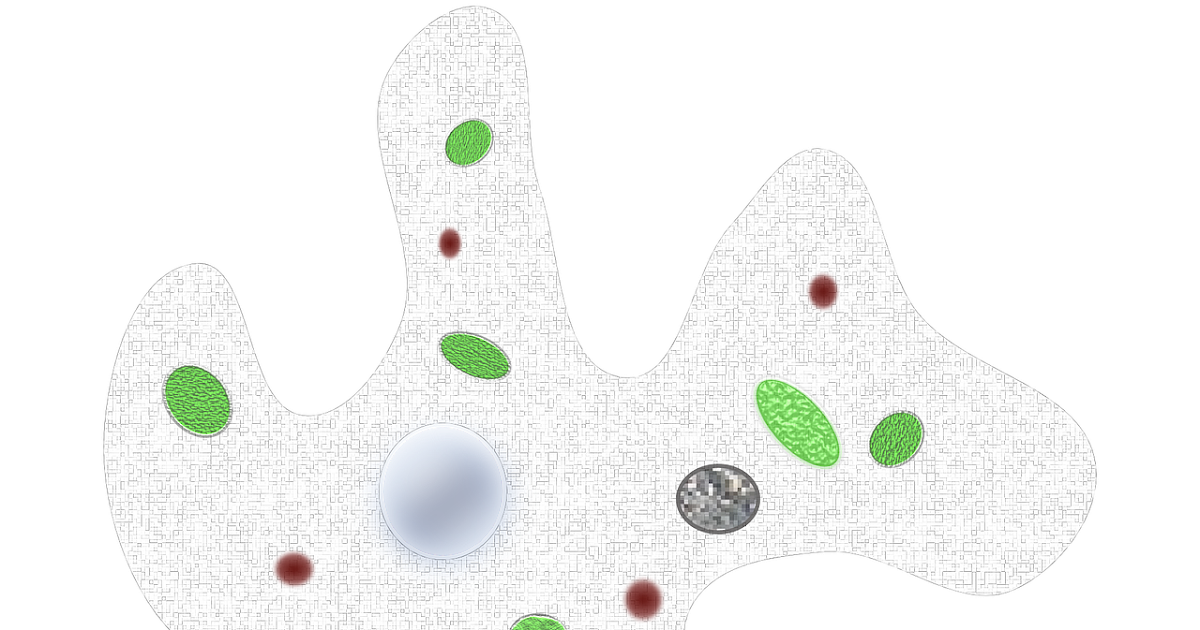Study of Amoeba | General characters and classification