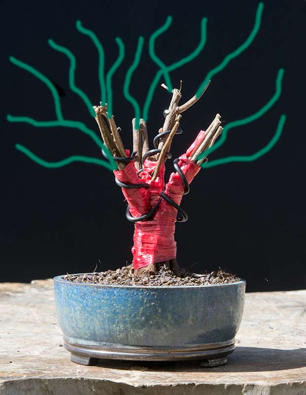 Walter Pall Bonsai Adventures: Hank Miller starts a fused trunk ficus