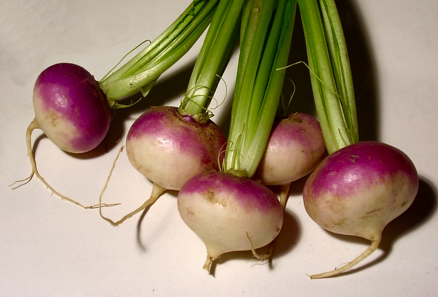 Scottish Artist and his Garden: Root Crops