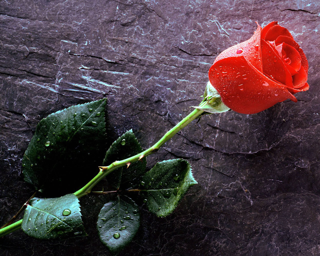 Rose Flower USA Rose Rose Flower USA Rose