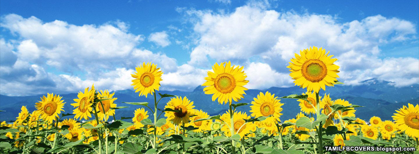 My India FB Covers: Sunflower- Flower FB Cover