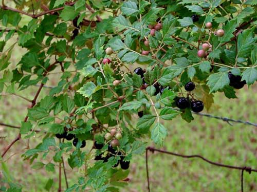 Poison Pepper Vine Plants - Best Manual Lawn Aerator