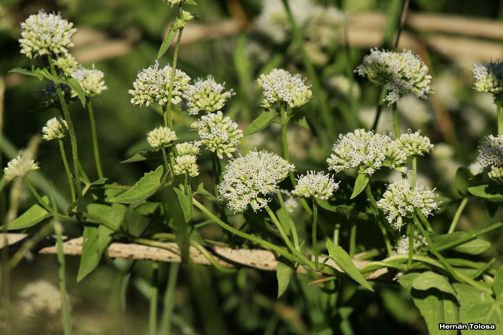 Flora Bonaerense: Guaco (Mikania cordifolia)