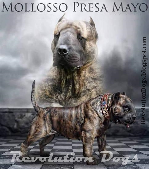 Revolution Dogs: Molosso Presa Mayo