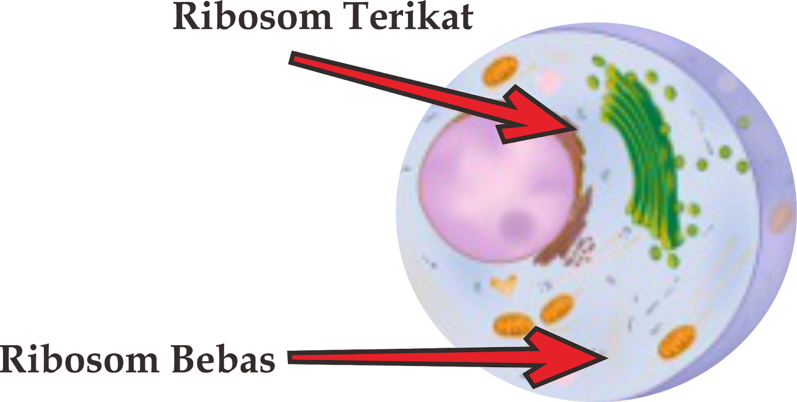 RUMAH 1JT ILMU: RIBOSOM DAN JENIS-JENIS RIBOSOM
