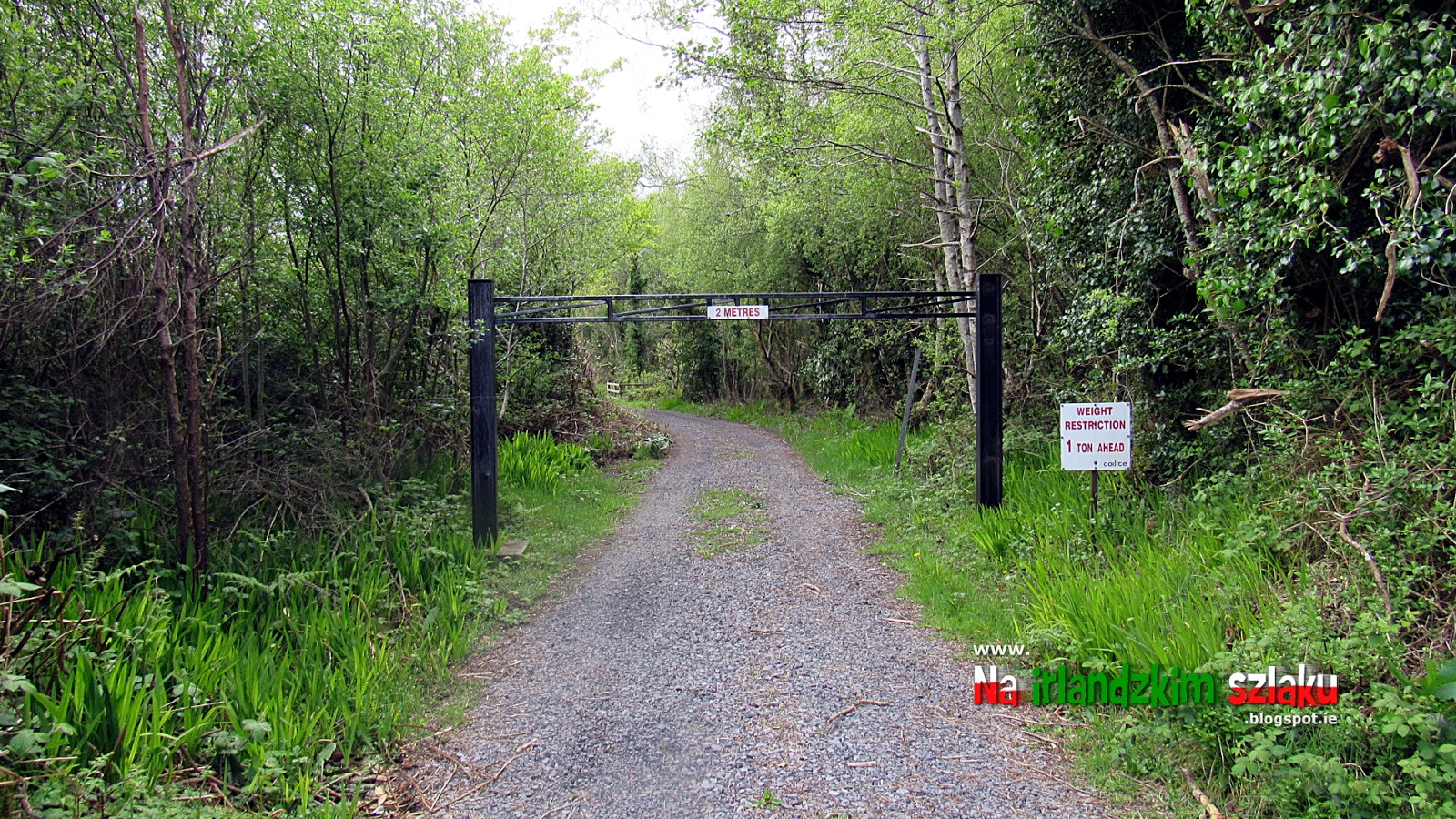 NA IRLANDZKIM SZLAKU - PRZEWODNIK DLA KAŻDEGO: Tourmakeady Wood, Co. Mayo