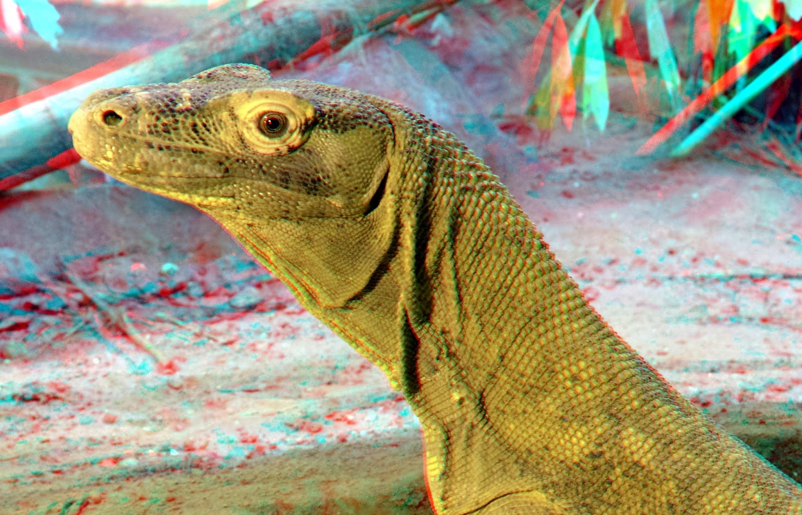 Fieggentrio: Komodo-varaan.